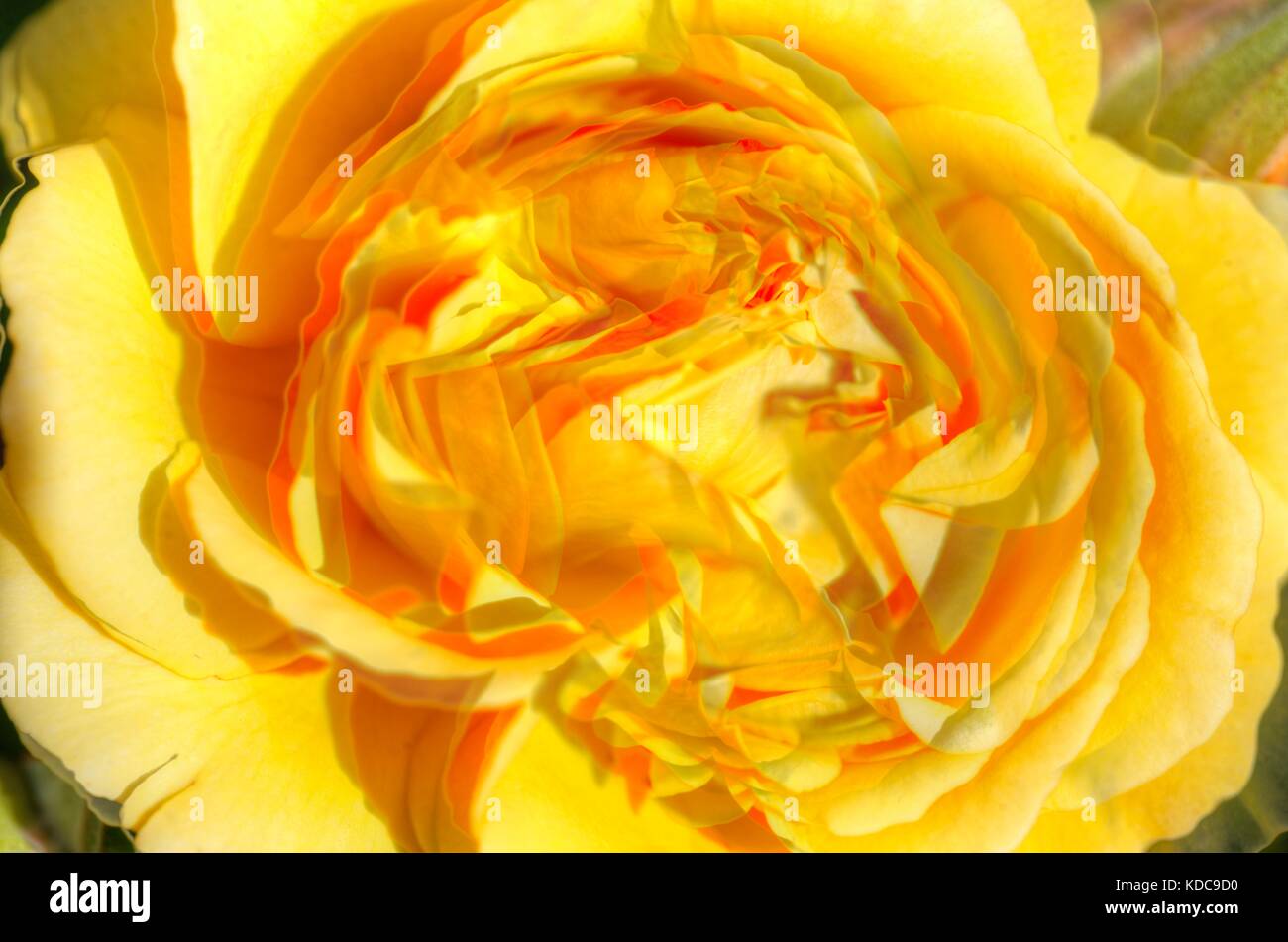 Yellow colored Roses Stock Photo - Alamy