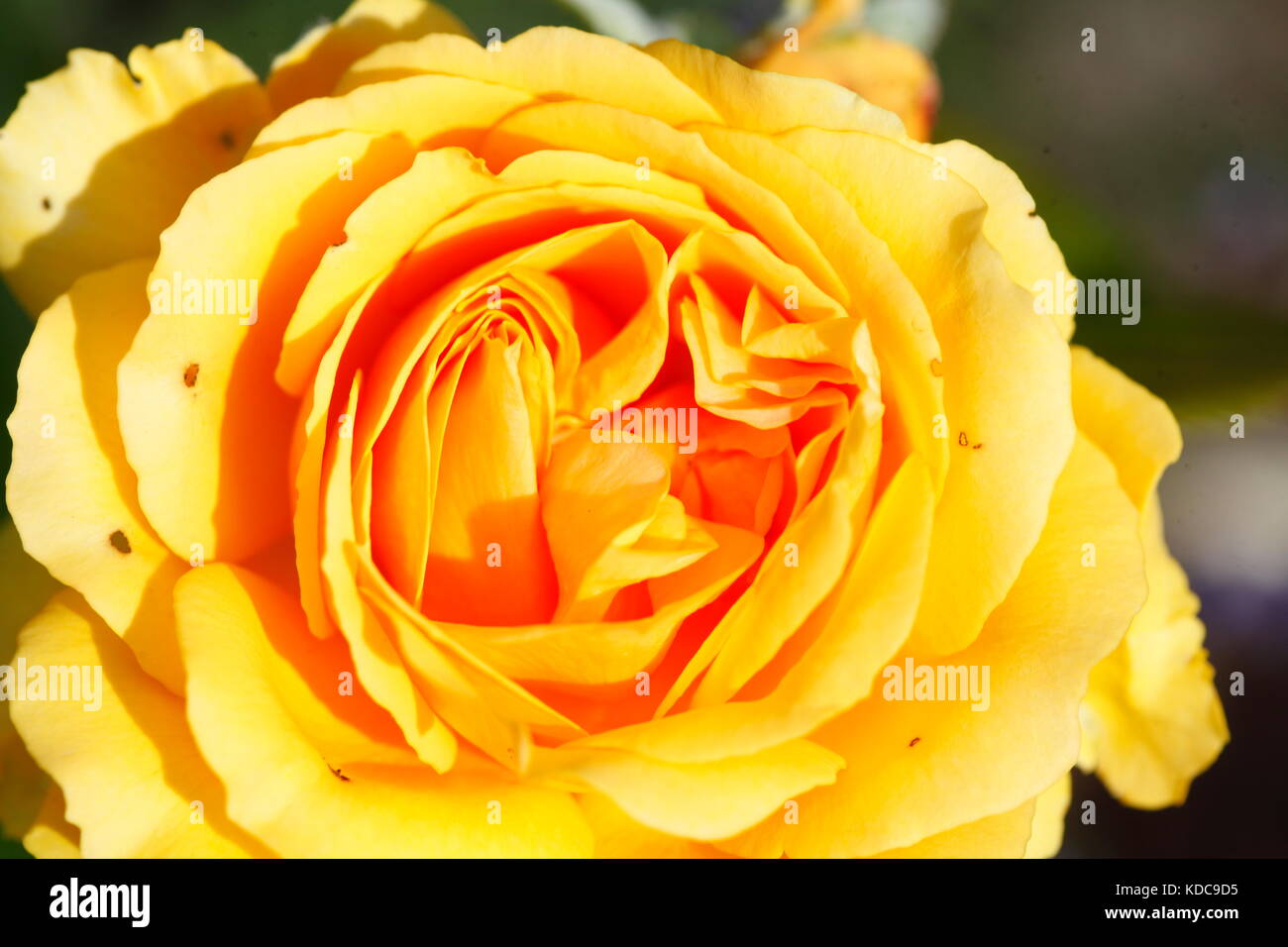 Yellow colored Roses Stock Photo - Alamy