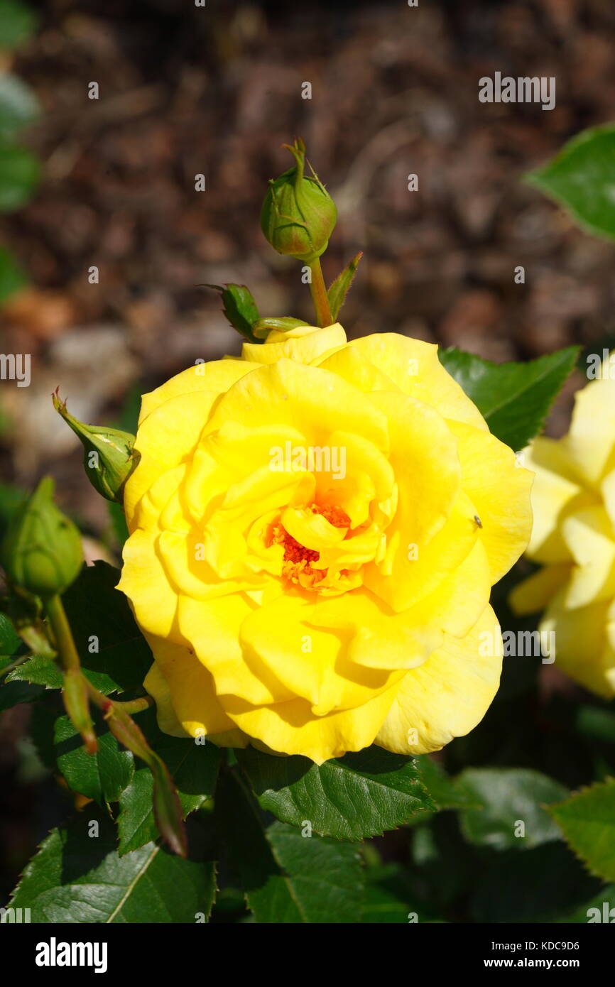 Yellow colored Roses Stock Photo - Alamy