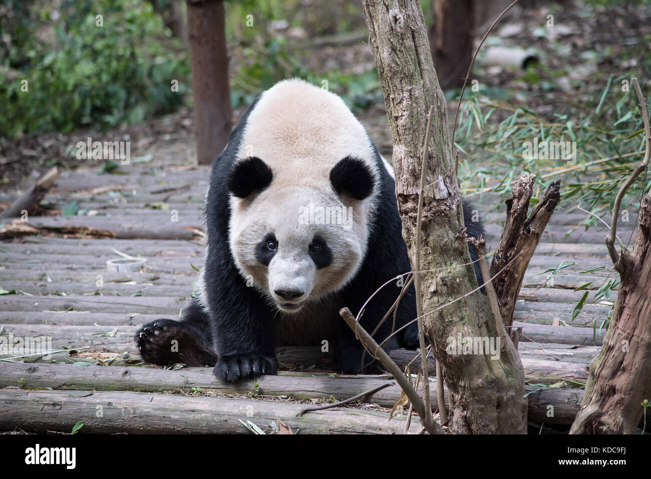 Leisure east asian culture hi-res stock photography and images - Alamy
