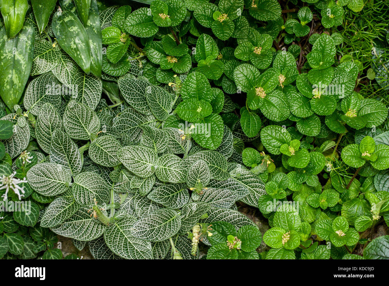 An overview of various ground cover plants Stock Photo - Alamy