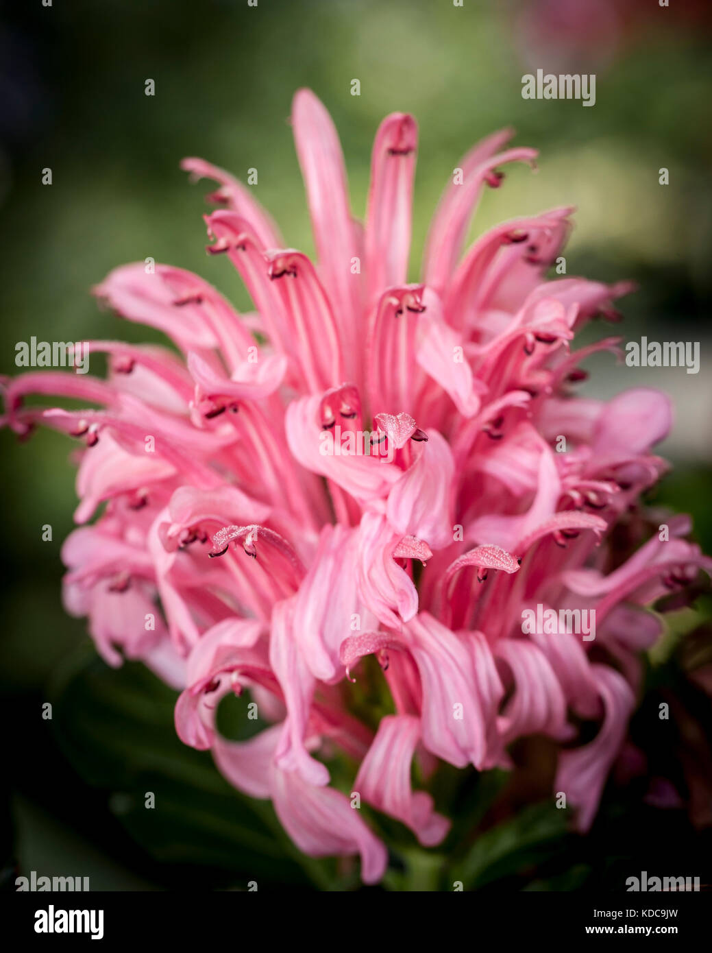 The colorful and beautiful Brazillian Plume flower in an arboretum ...