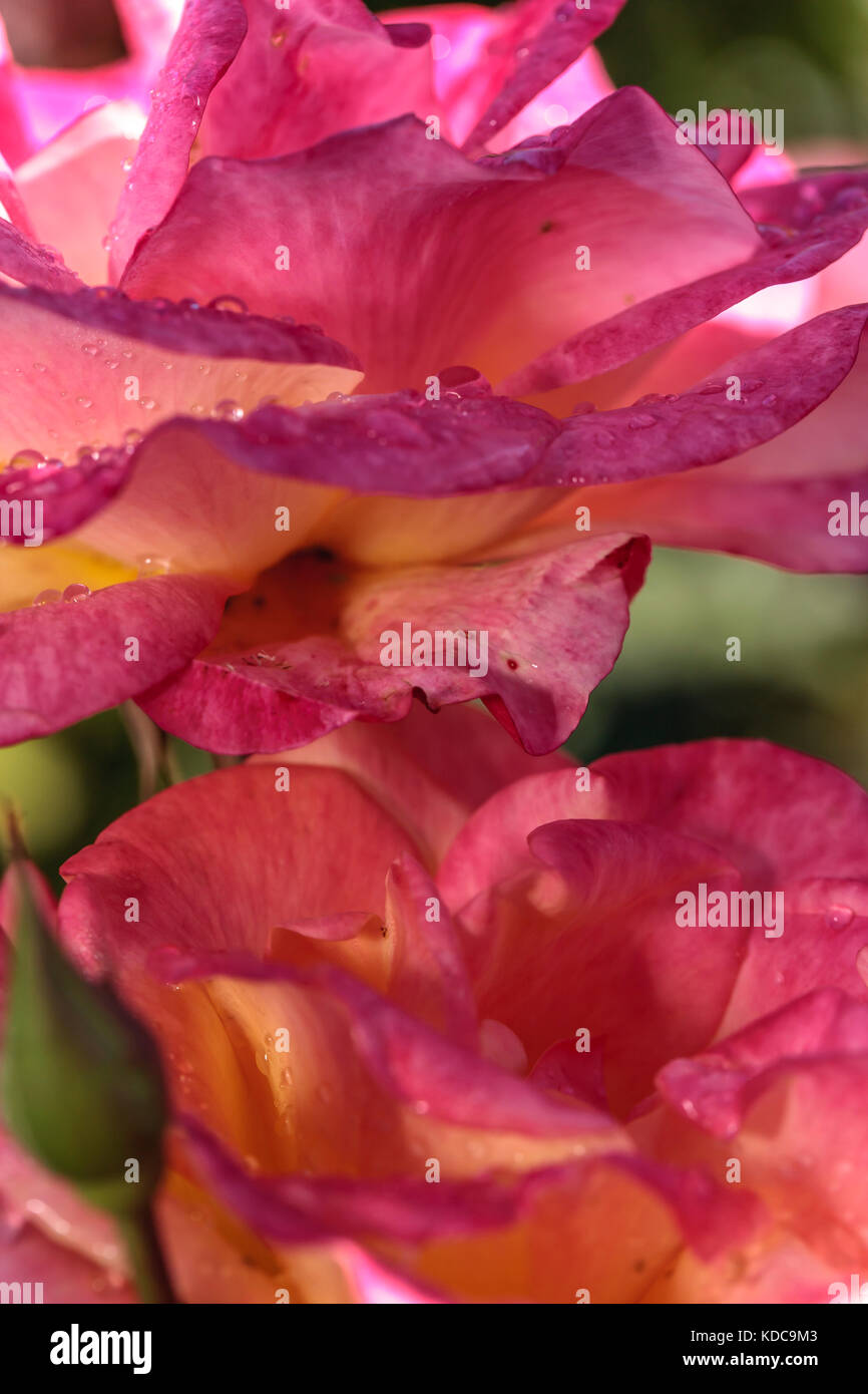 Fresh looking rose hi-res stock photography and images - Alamy