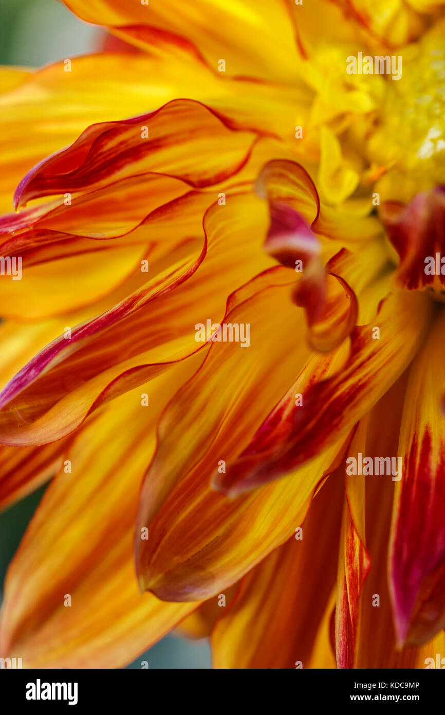 Vibrant yellow tips hi-res stock photography and images - Alamy