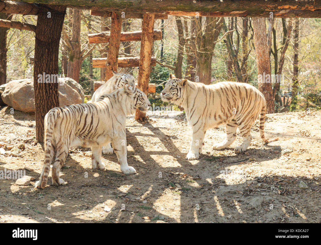 Two White Tigers In the zoo Stock Photo - Alamy