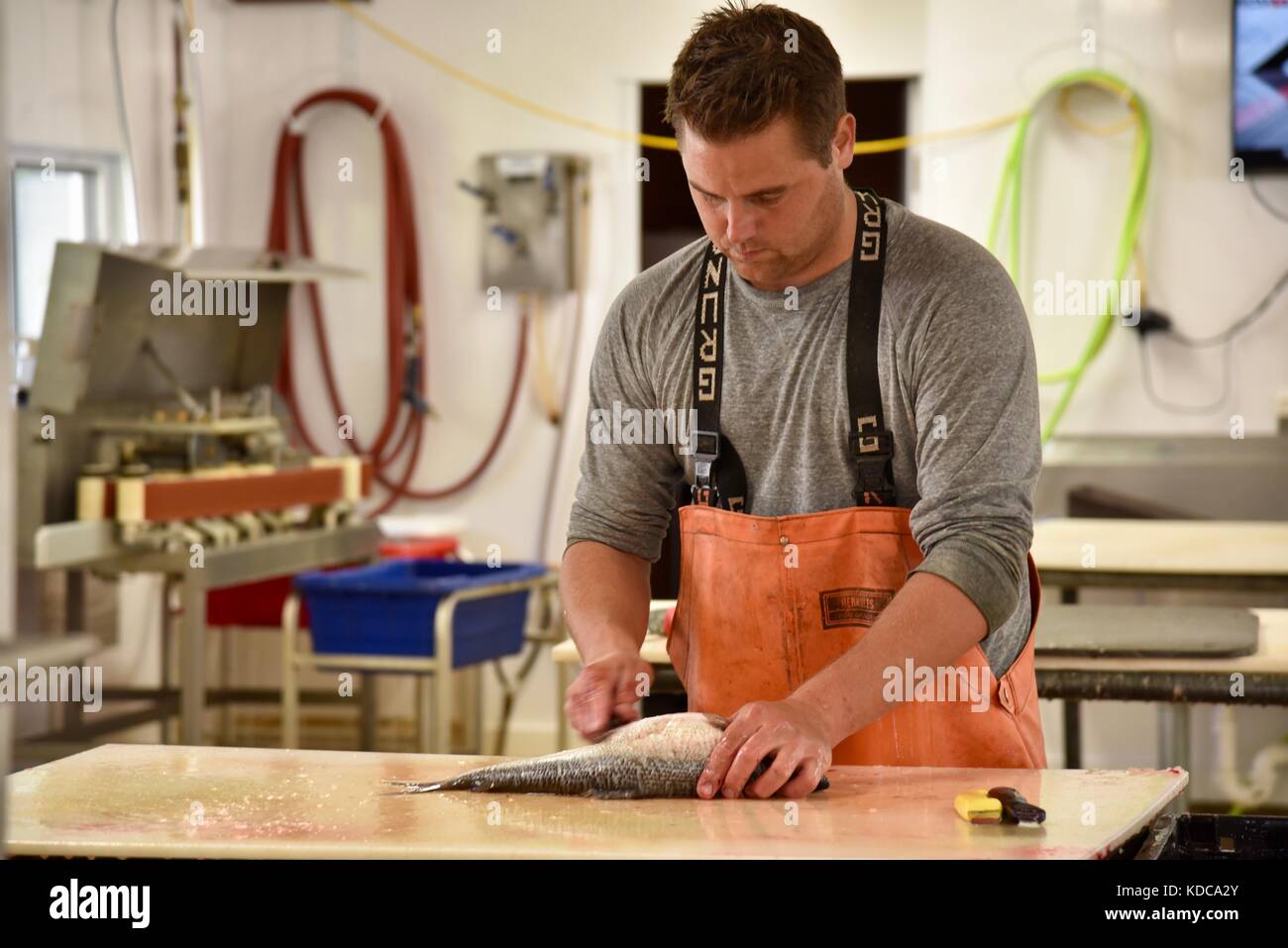 Hard working fisherman gutting and filleting fresh fish at Baileys ...