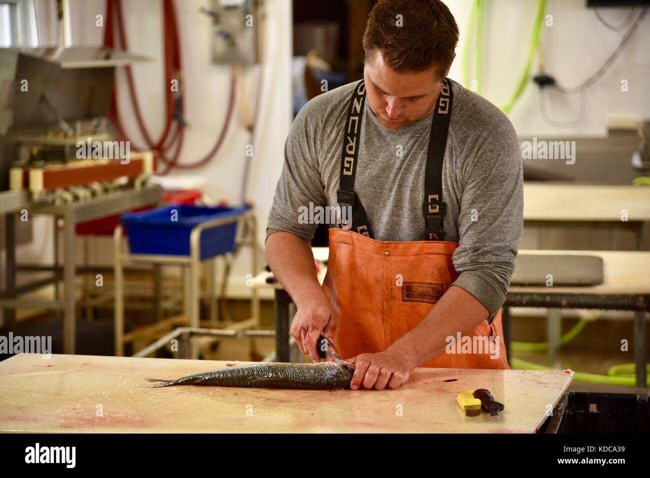 Hard working fisherman gutting and filleting fresh fish at Baileys ...