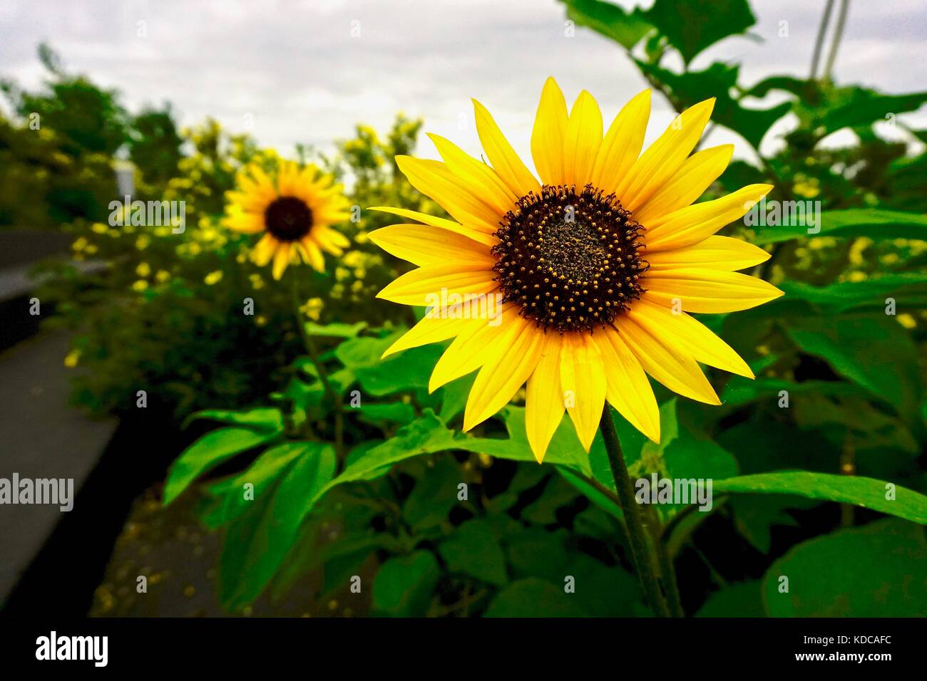 close up of a sunflower and greenery Stock Photo - Alamy