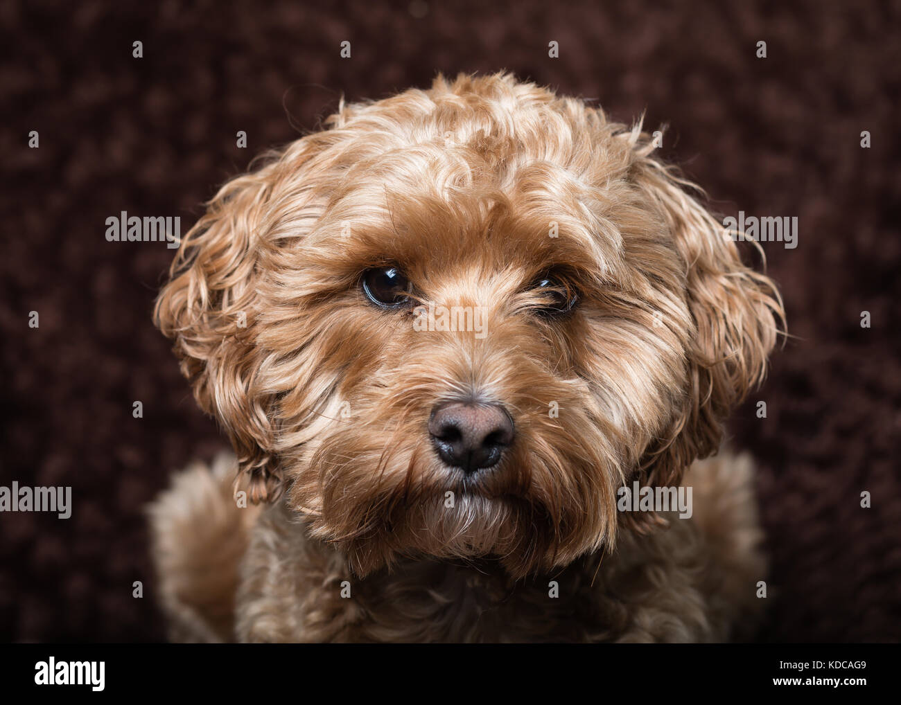 Ginger cockapoo hi-res stock photography and images - Alamy