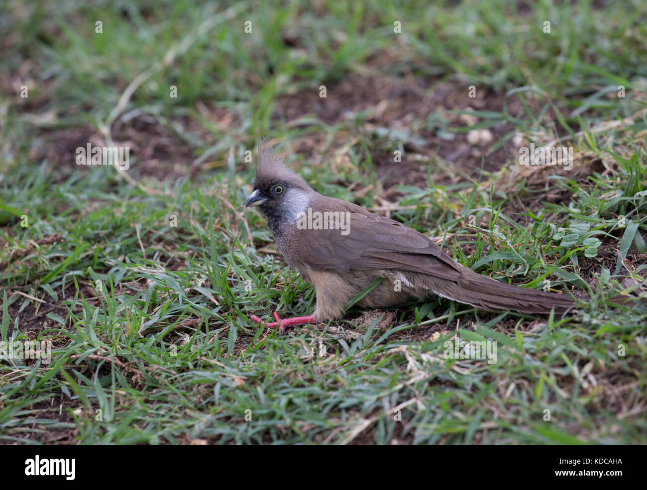 Speckled mousebird Colius striatus Elsamere Kenya Stock Photo - Alamy