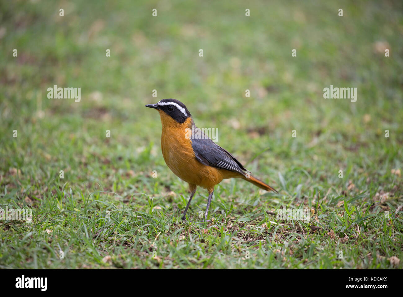 Heuglin's robin or White-browed robin-chat Cossypha heuglin Elsamere ...
