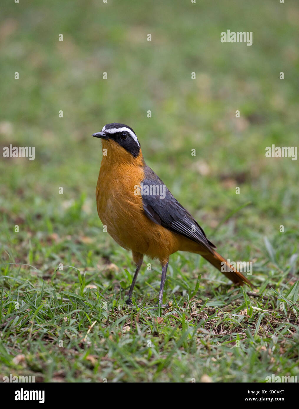 Heuglin's robin or White-browed robin-chat Cossypha heuglin Elsamere ...