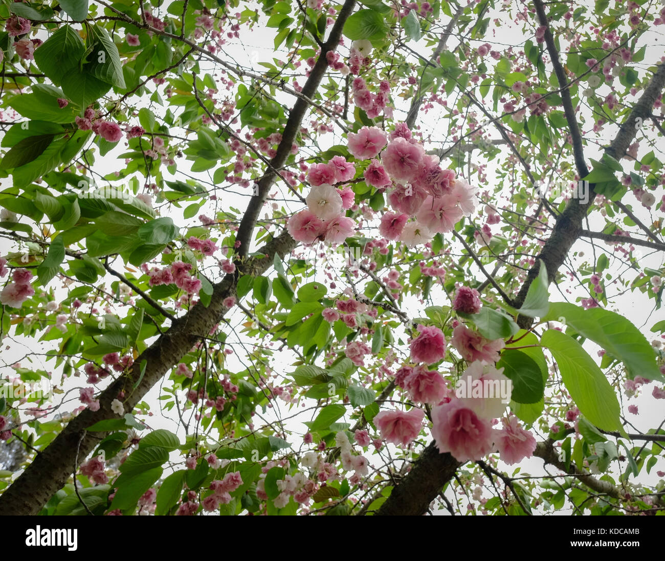 Cherry orchard new zealand hi-res stock photography and images - Alamy