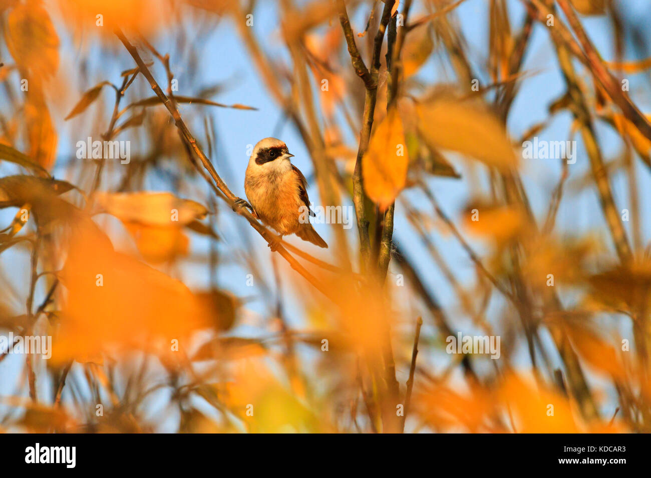 Autumn bird of golden leaves , wildlife, warm rays of the sun Stock ...
