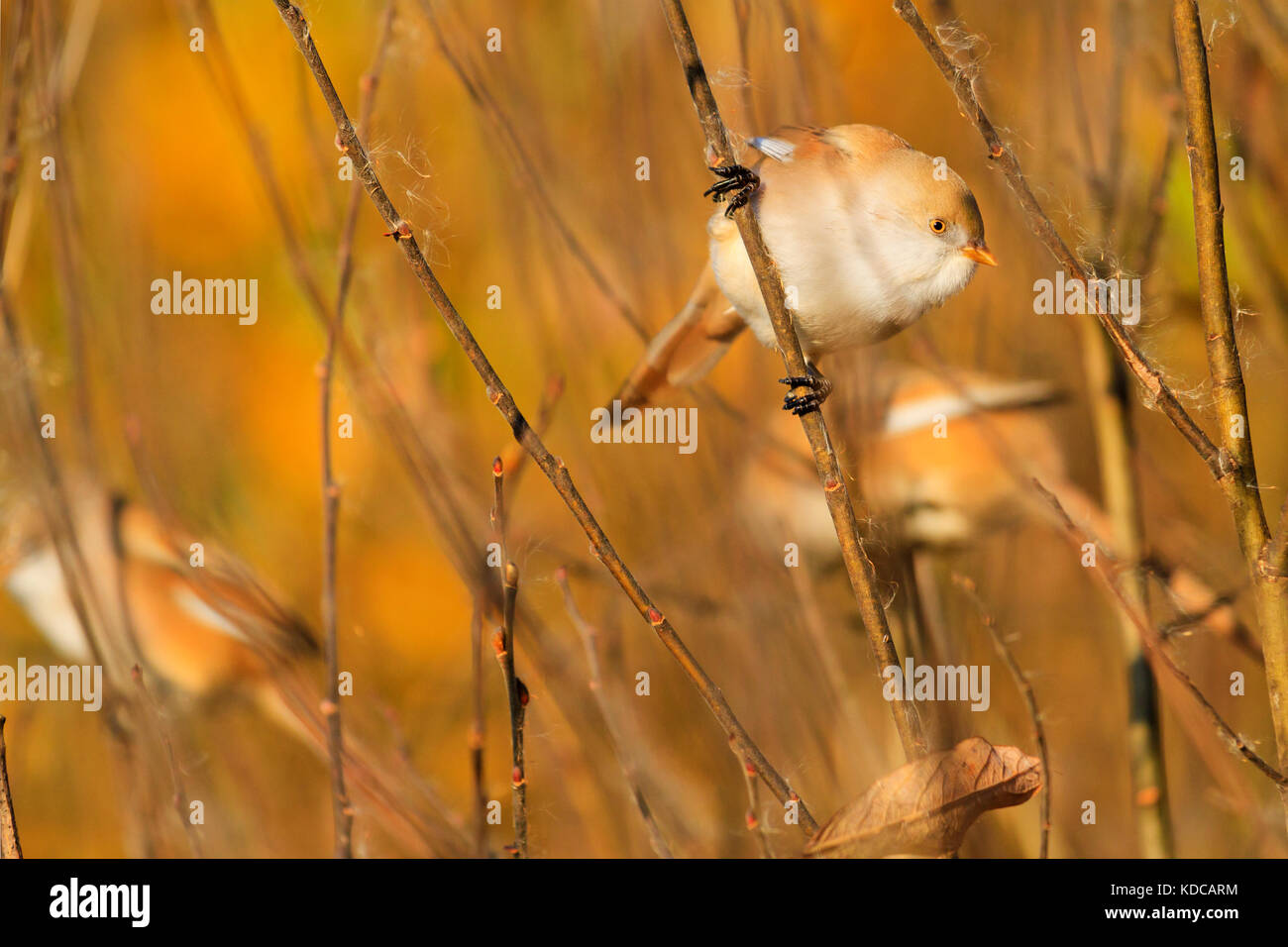 cute birds sitting on a branch of autumn leaves , wildlife, warm rays ...