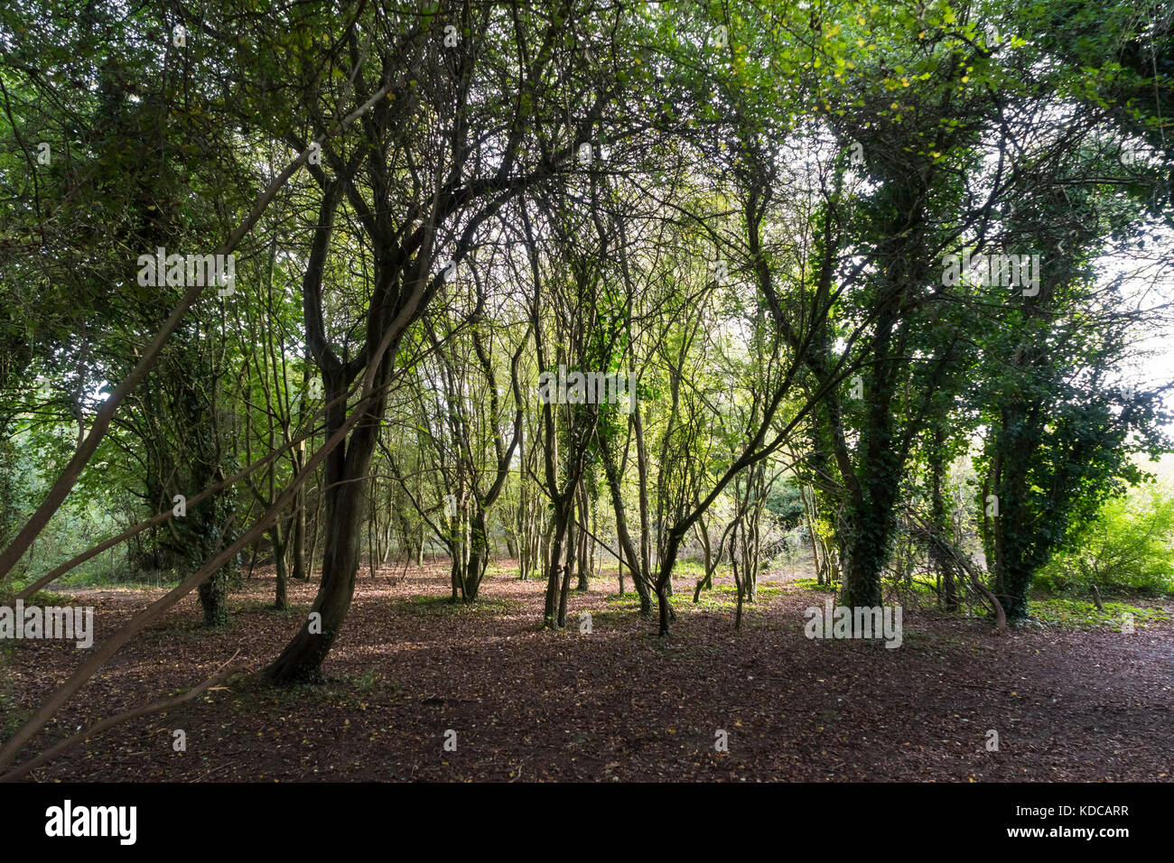 Spinney hi-res stock photography and images - Alamy