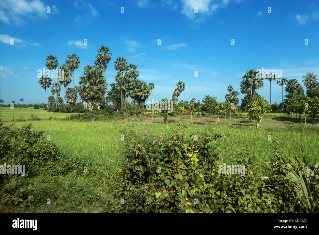 Rice paddy fields, Somroang Yea, Puok, Siem Reap, Cambodia Stock Photo ...