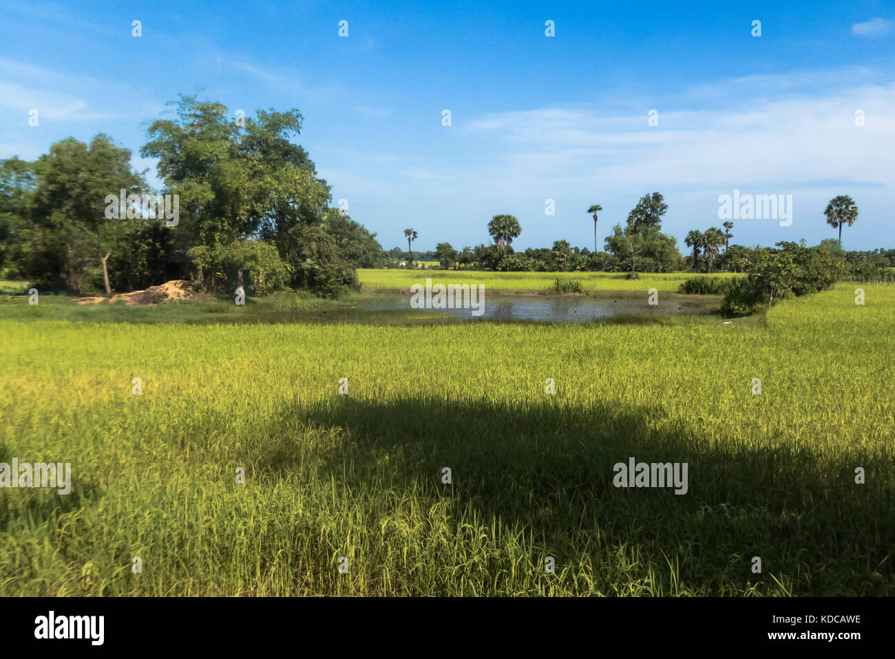 Rice paddy fields, Somroang Yea, Puok, Siem Reap, Cambodia Stock Photo ...