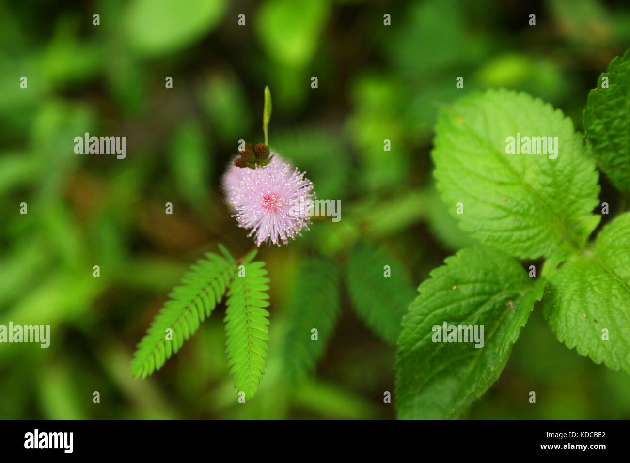 Sensitive plant flowers blooming Stock Photo - Alamy
