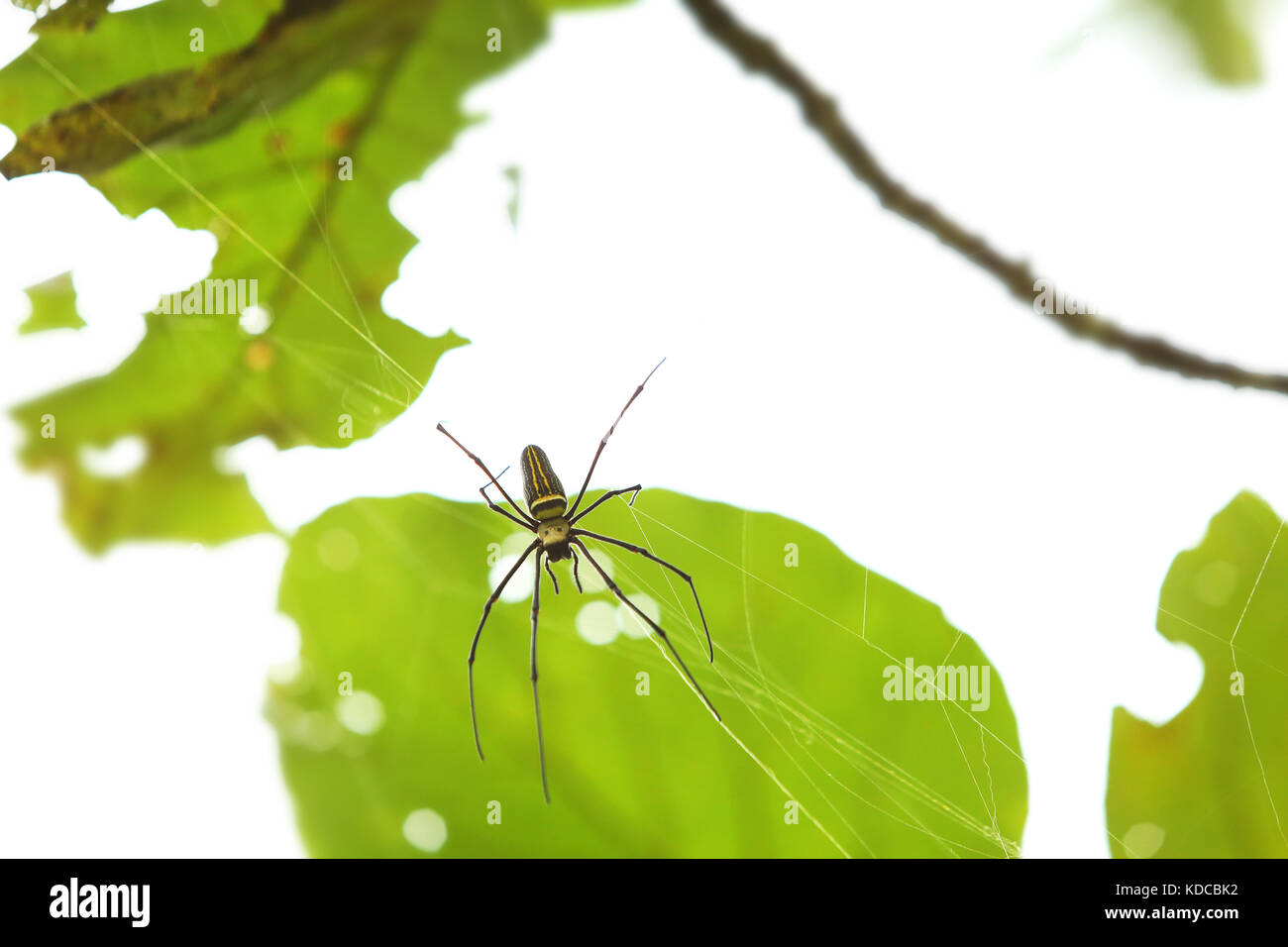 spider in the forest Stock Photo - Alamy