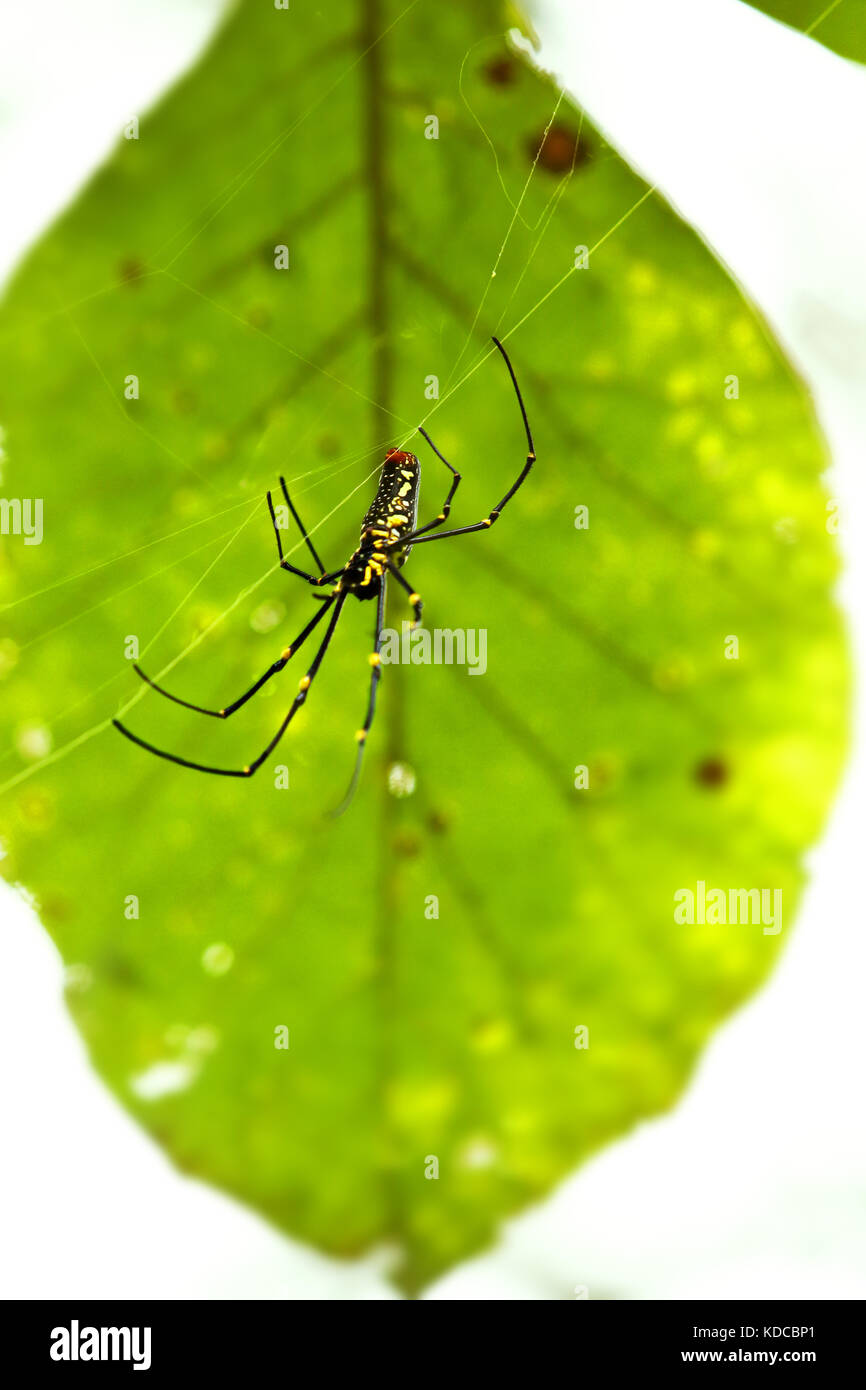 Golden orb weaver spiders male female hi-res stock photography and ...