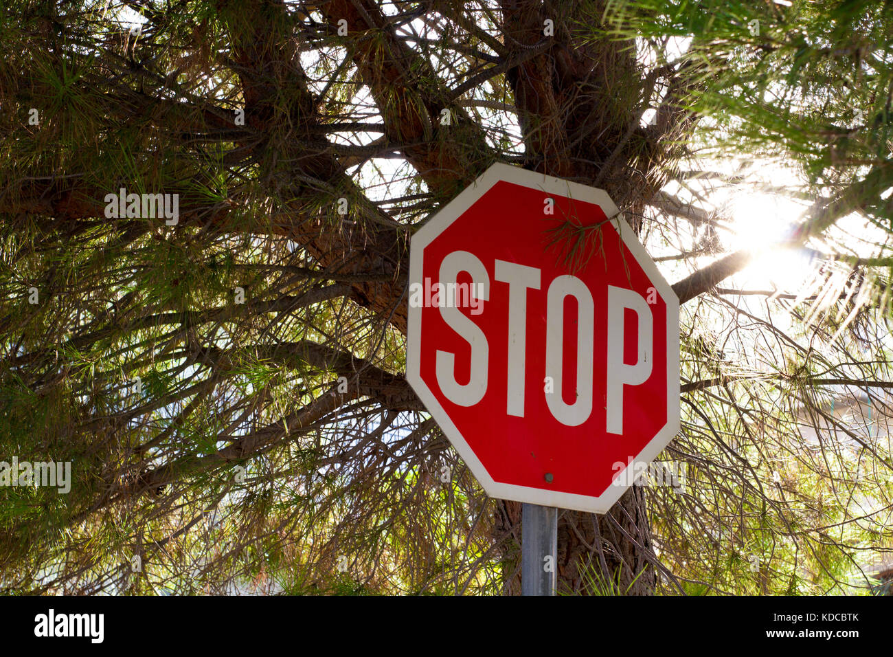 stop sign and a big tree near on a village afternoon road Stock Photo ...