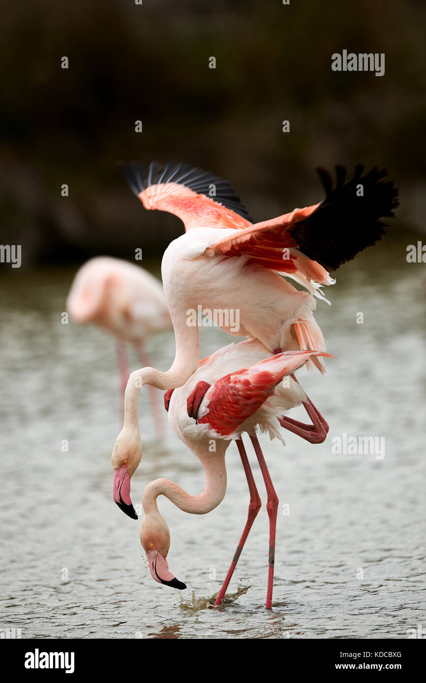 Beautiful pink flamingos (Phoenicopterus roseus) mating in Camargue ...
