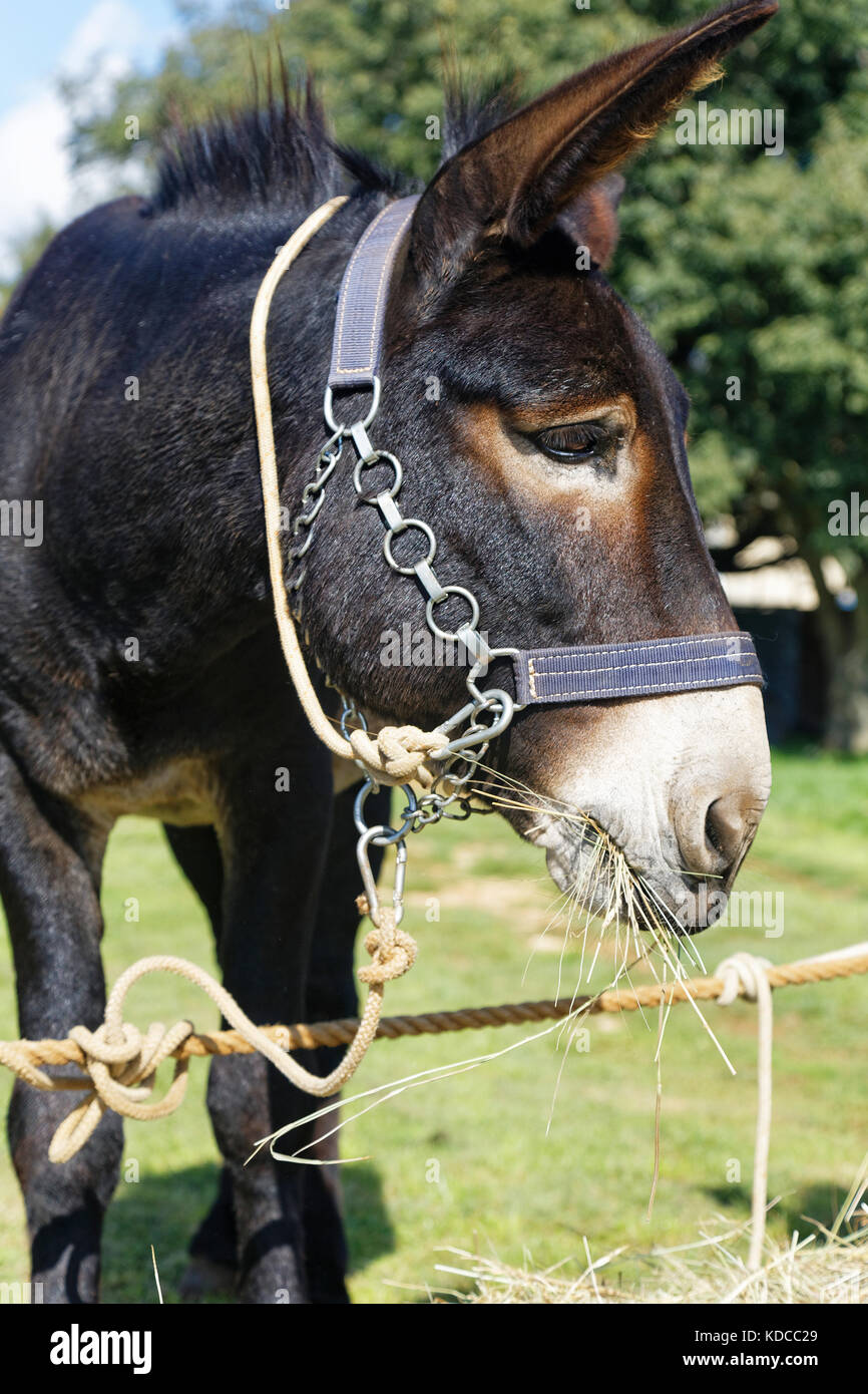 Young Istrian donkey on pasture Stock Photo - Alamy