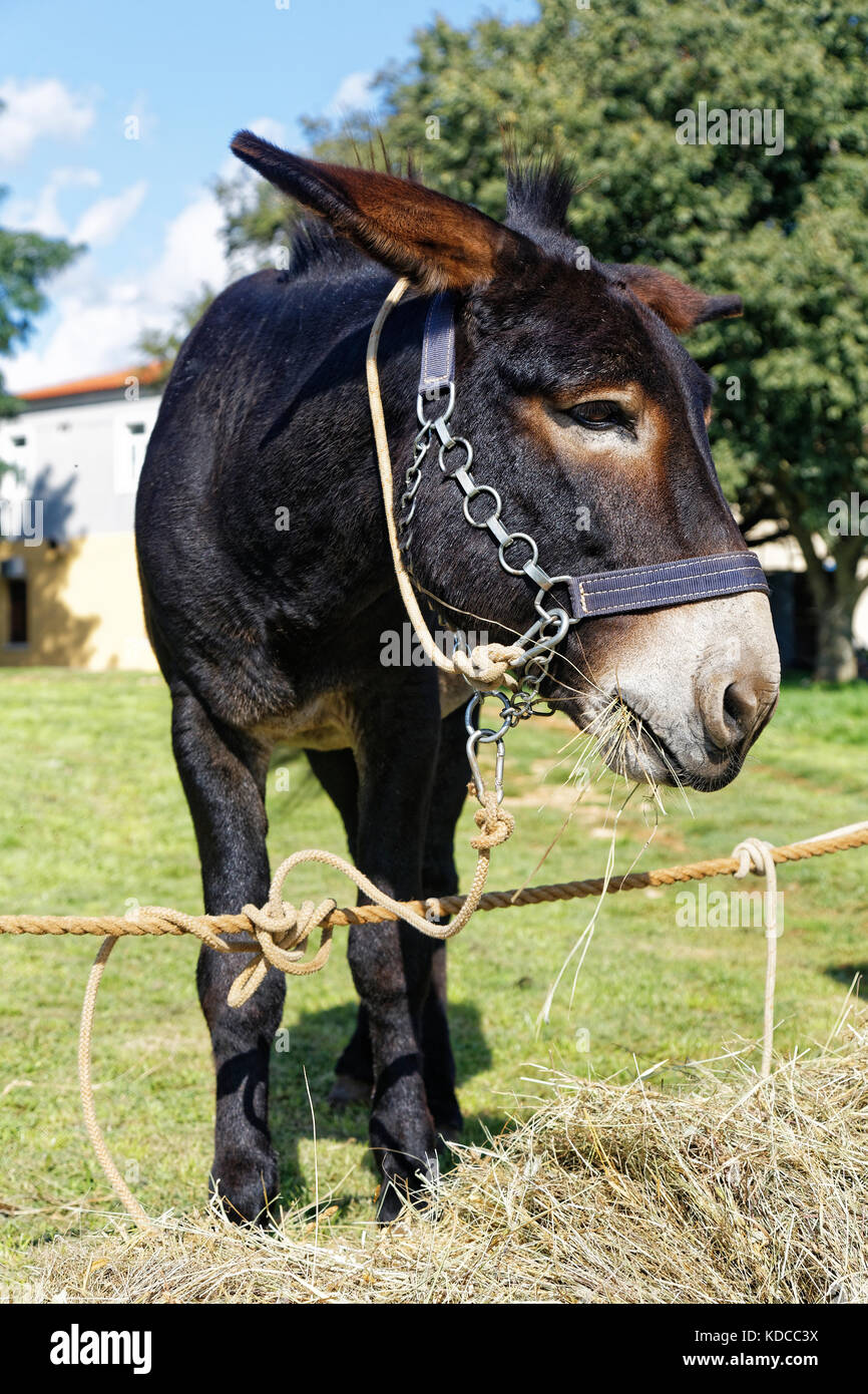 Braying donkey hi-res stock photography and images - Alamy