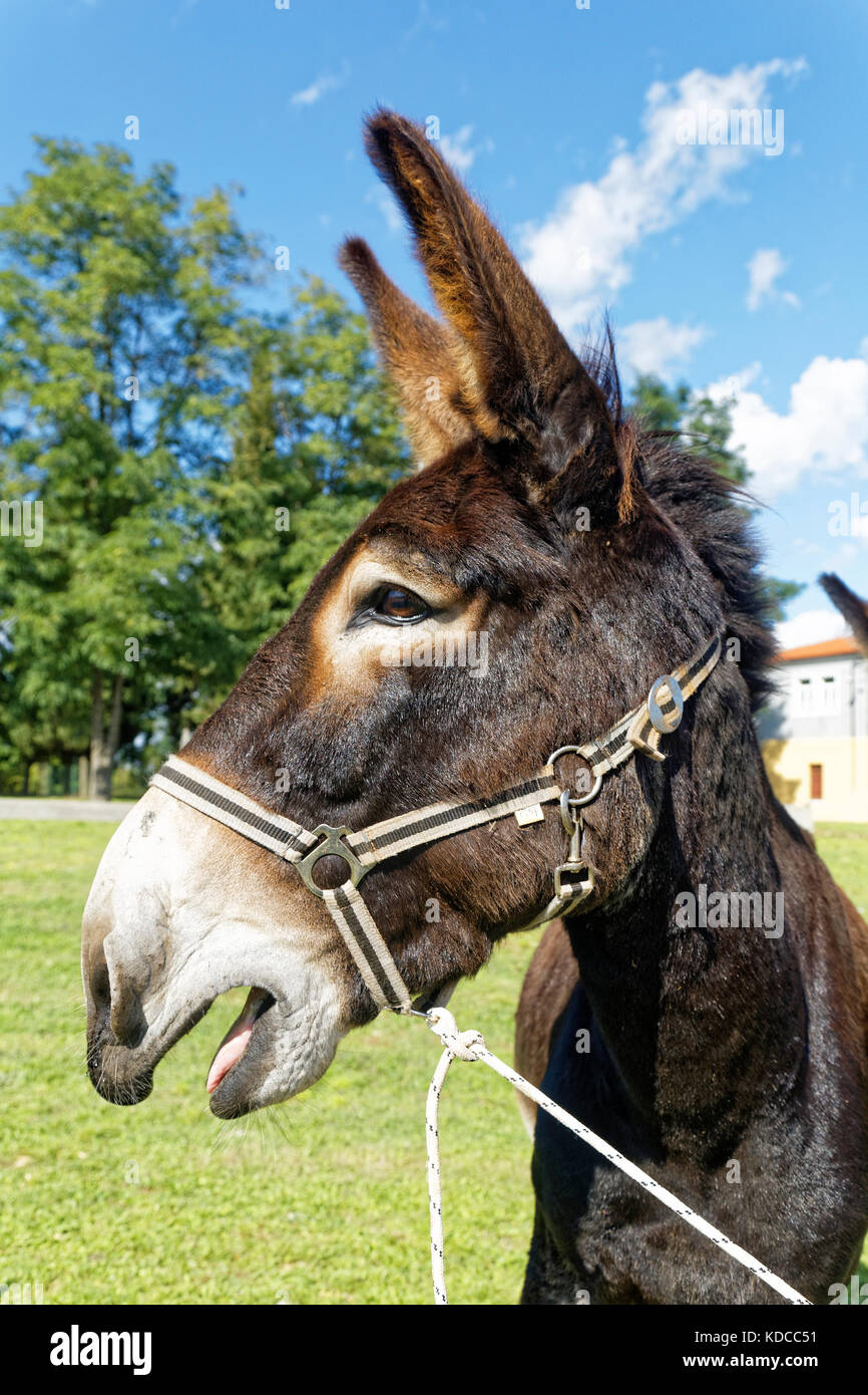 Braying donkey hi-res stock photography and images - Alamy