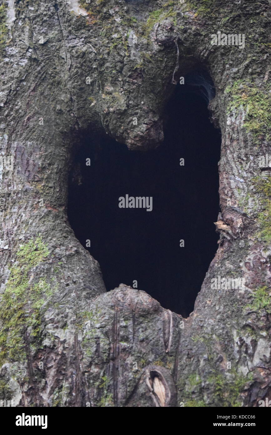 Heart Shaped Tree Knot Stock Photo - Alamy