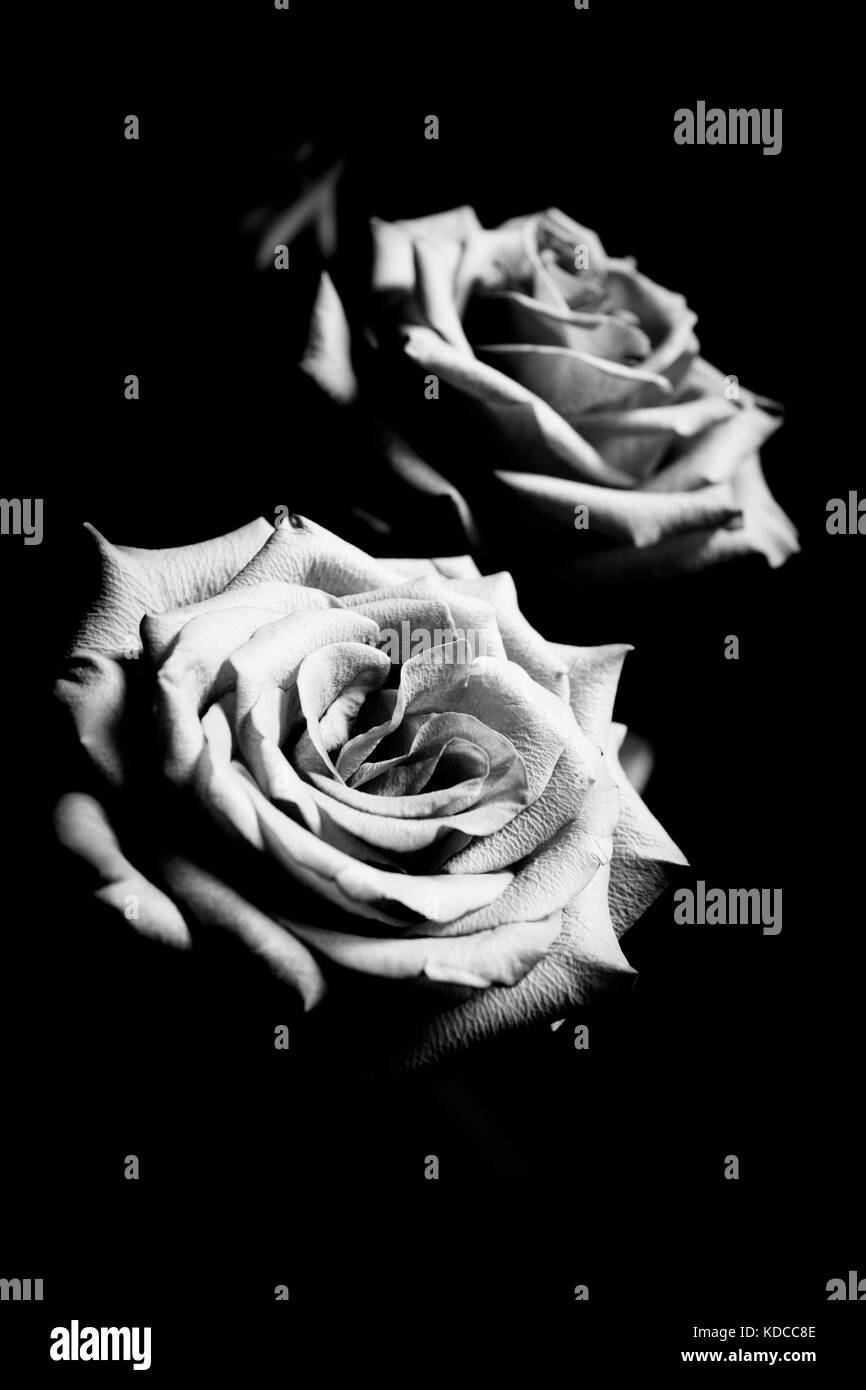 Dark lilac Black and White Stock Photos & Images - Alamy