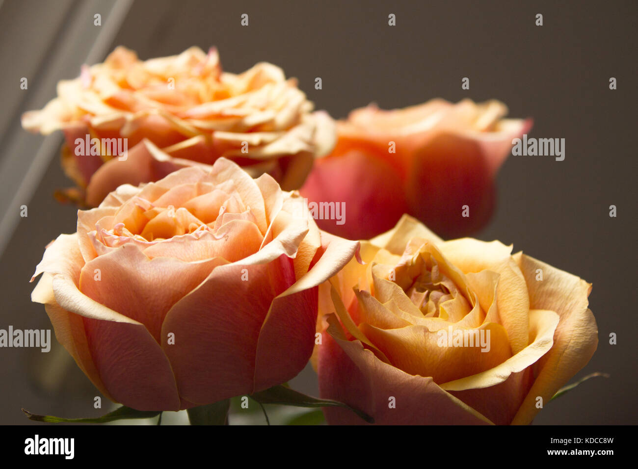Open orange flower of the family of roses Stock Photo - Alamy