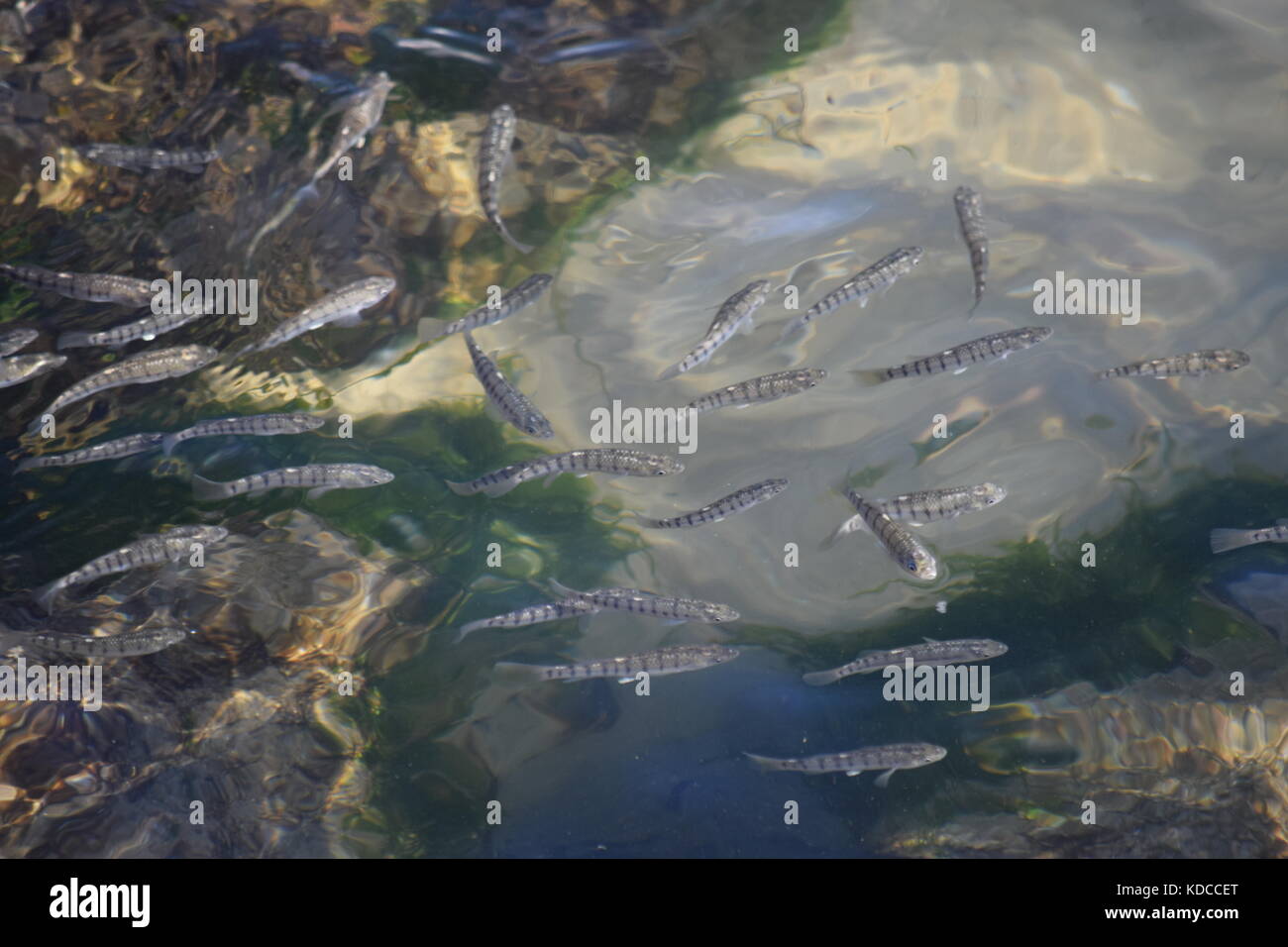 School of baby fish hi-res stock photography and images - Alamy