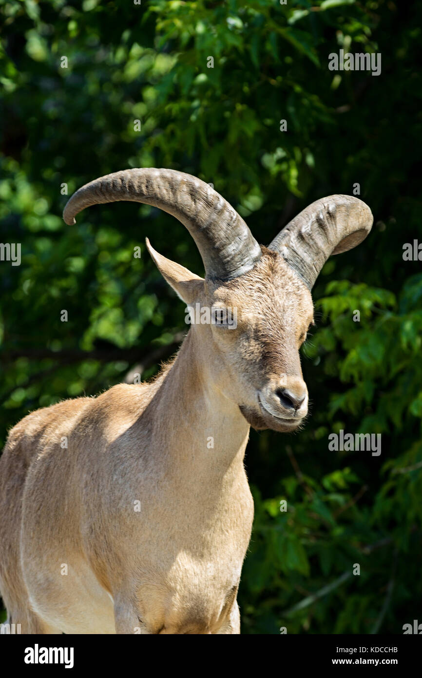 East Asian Tur The species is included in the Red Book of the IUCN ...