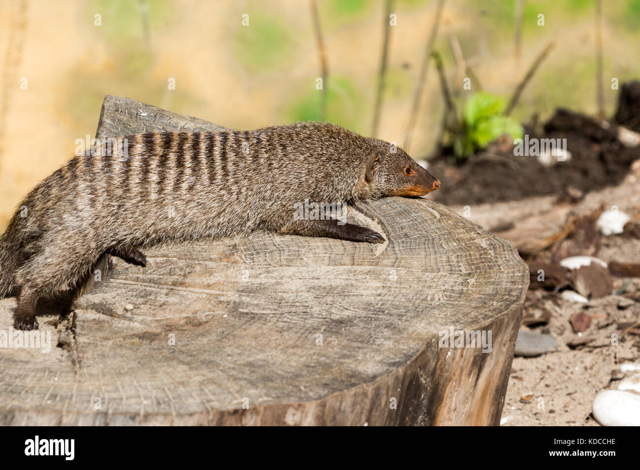 Mongooese hi-res stock photography and images - Alamy