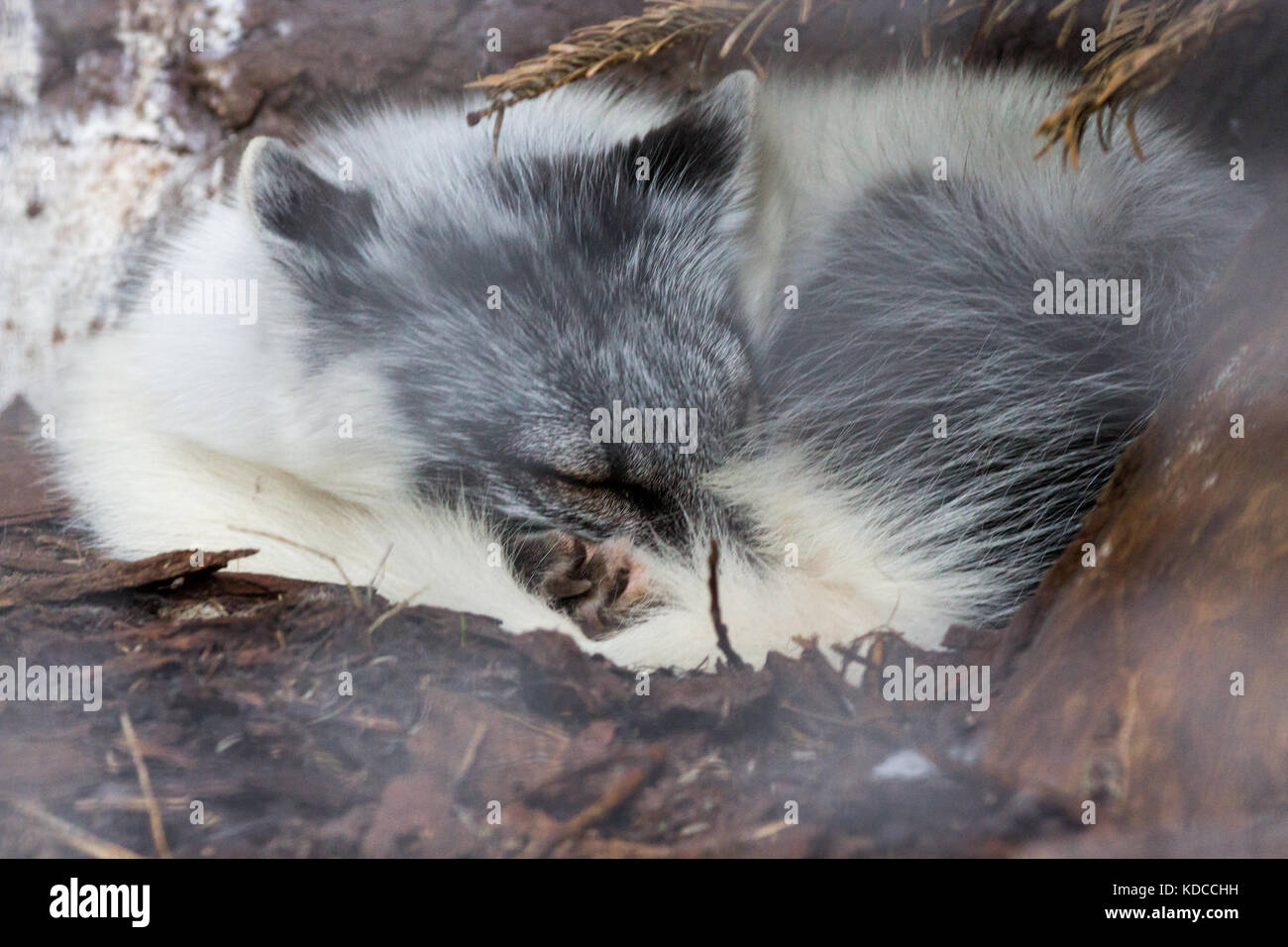 Artic Fox resting under tree at sunny summer day in Auyuittuq National ...