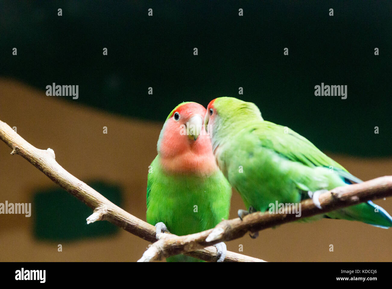 Amazon parrots hi-res stock photography and images - Alamy