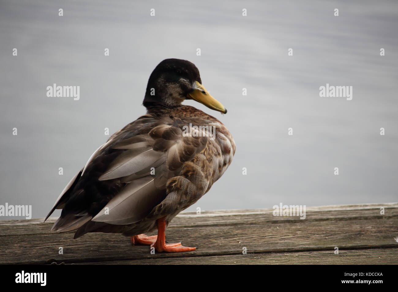 Male duck standing hi-res stock photography and images - Alamy