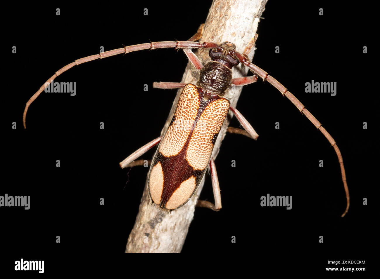 Australian garden longicorn beetles hi-res stock photography and images ...