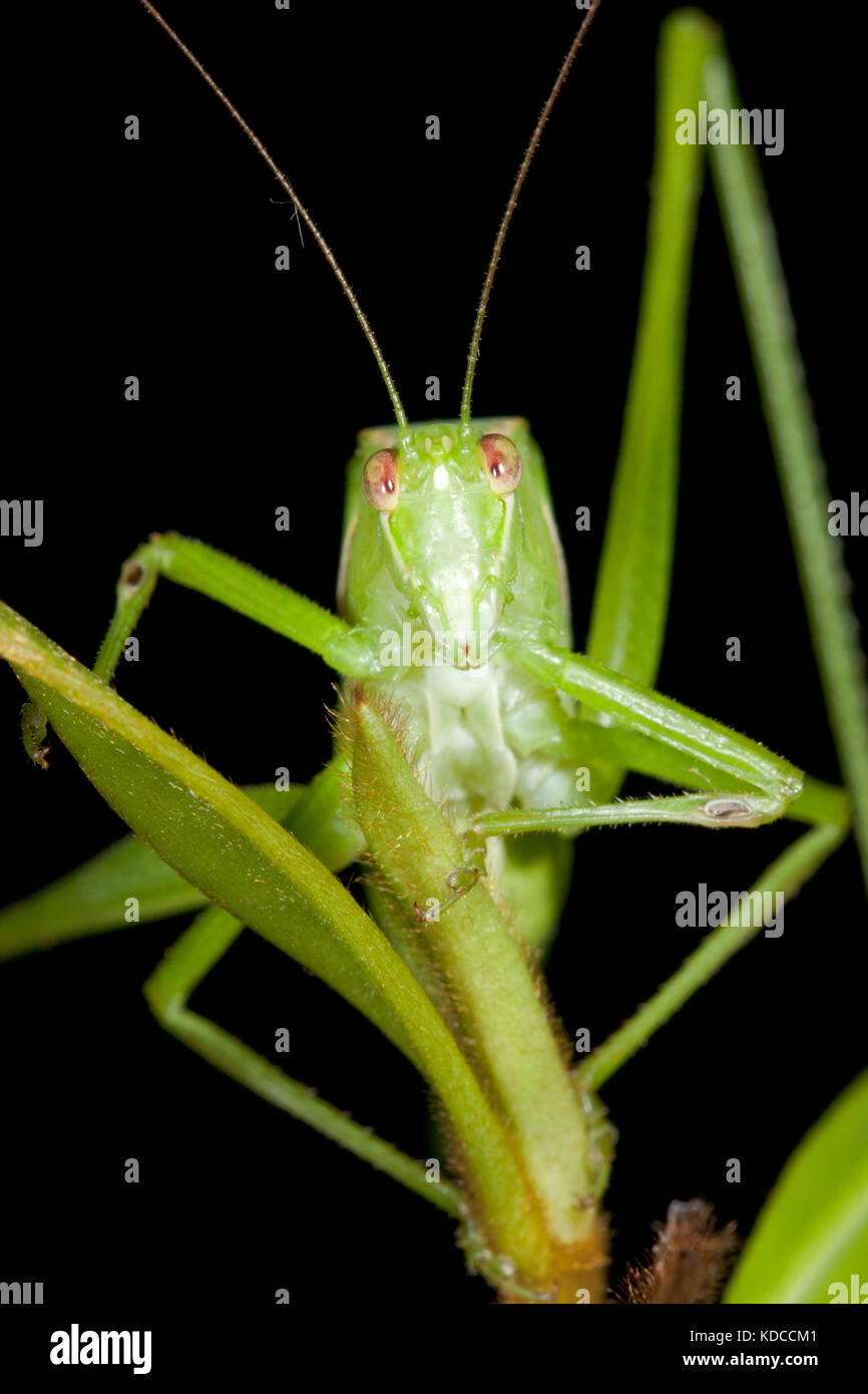 Common Garden Katydid (Caedicia simplex) on leaf. Hopkins Creek. New ...