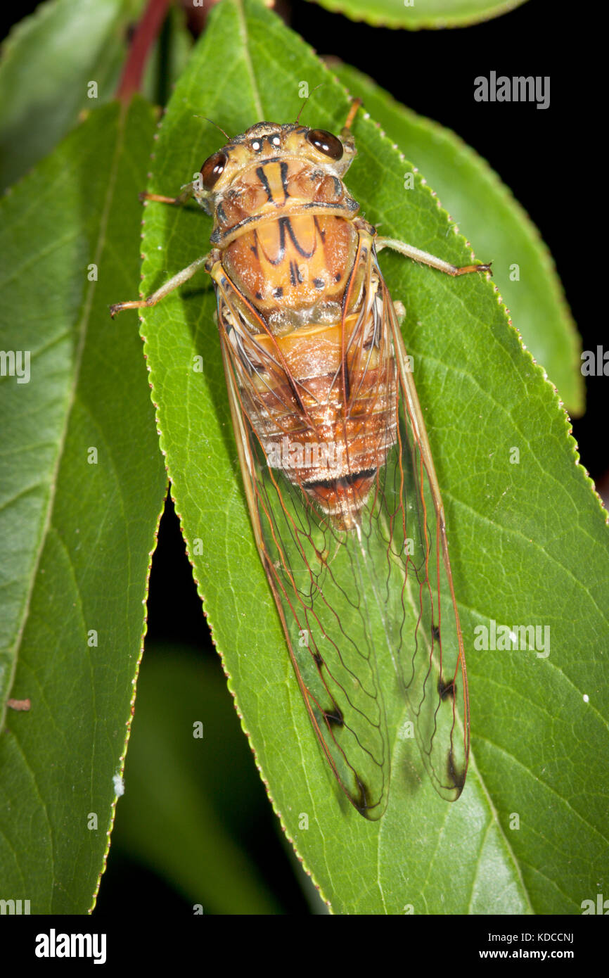 Tamasa hi-res stock photography and images - Alamy