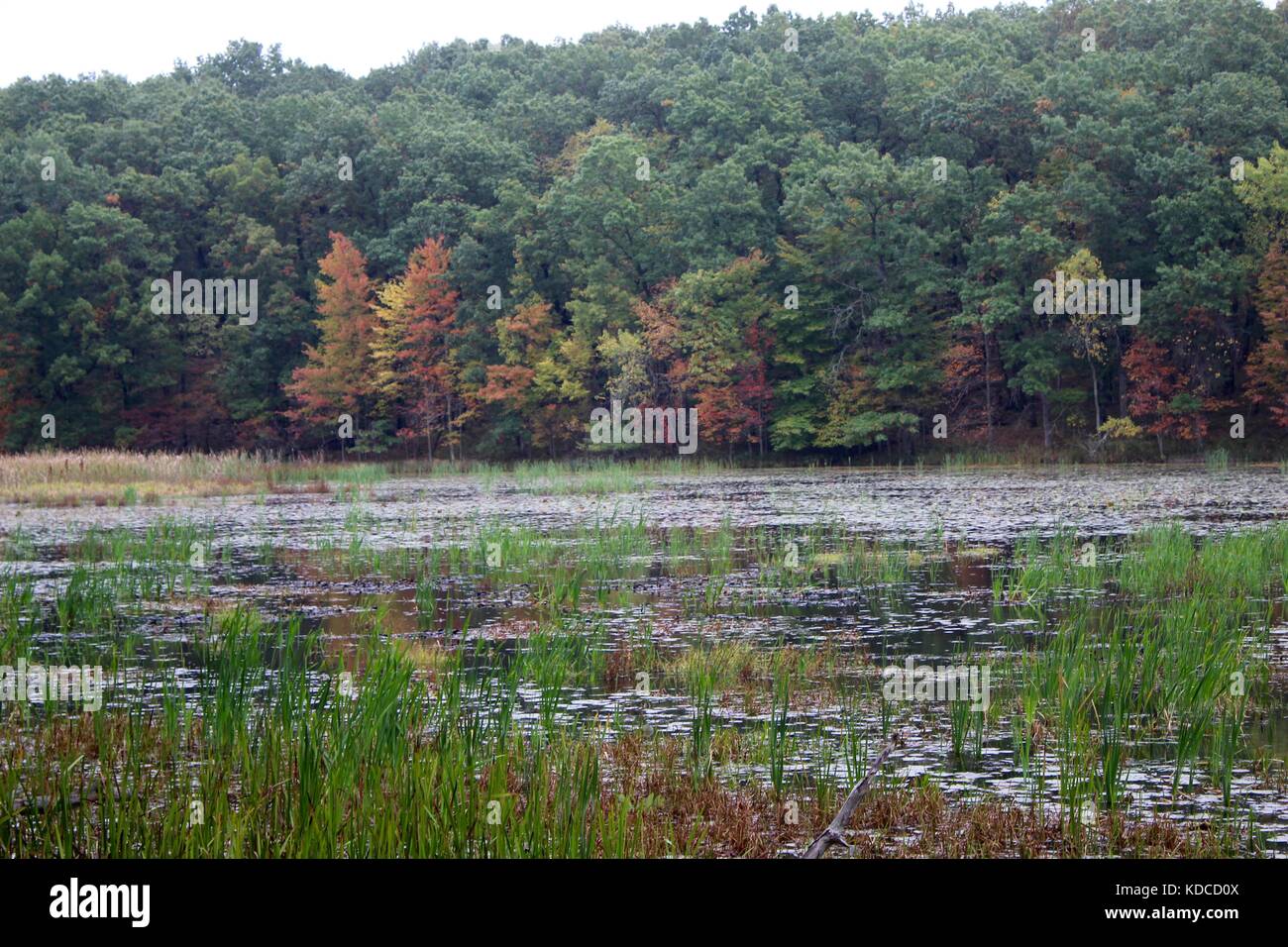 A nature view of the woods with the fall colors in the background ...