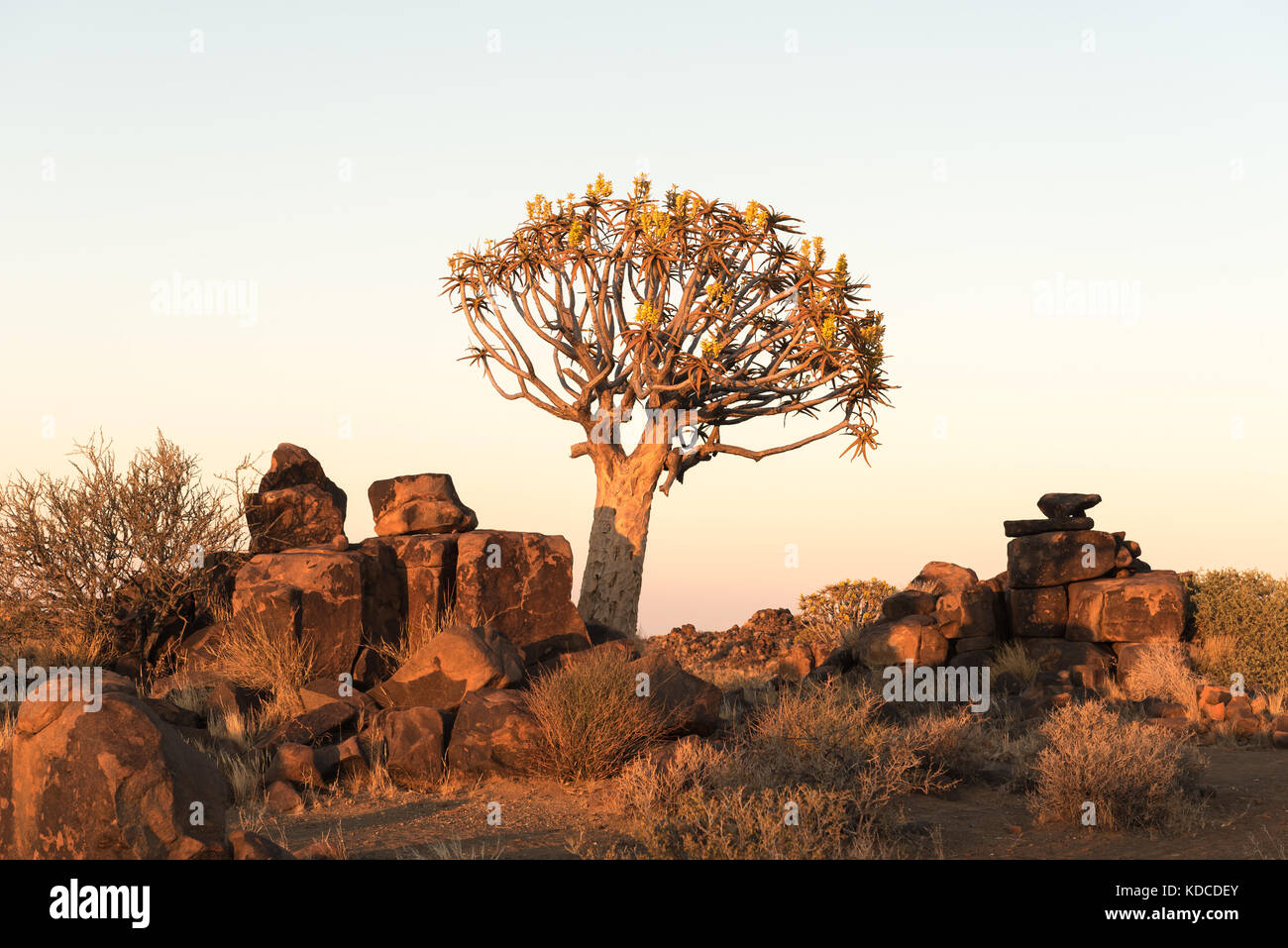 Sunrise at the quiver tree forest at Garas Park Rest Camp, near ...