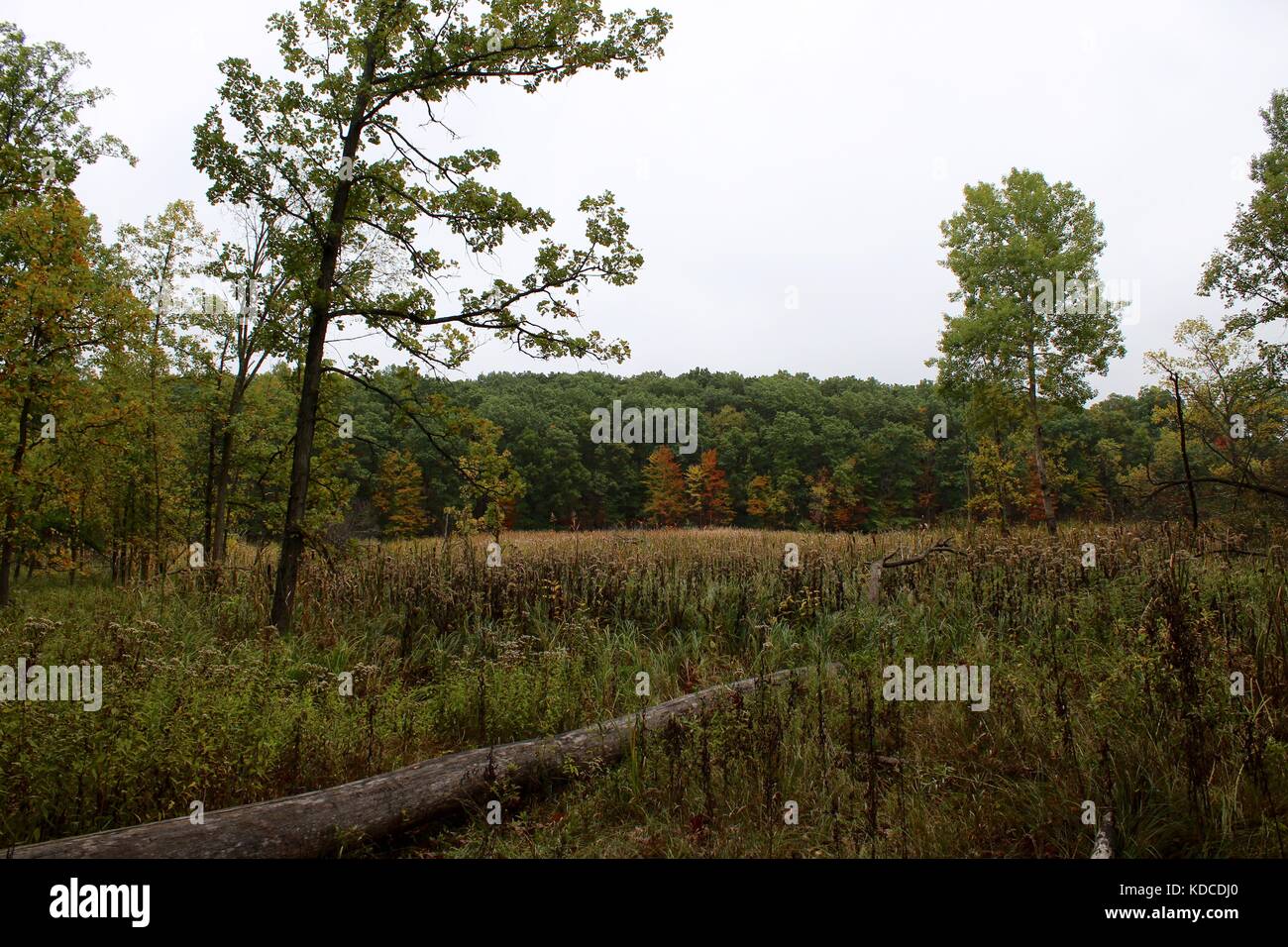 A view of the woods that is scenic and offers a beautiful landscape ...