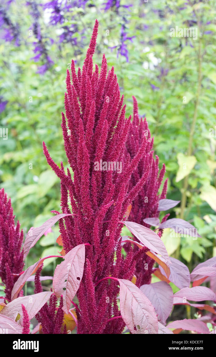 Amaranthus flowers in Autumn Stock Photo - Alamy