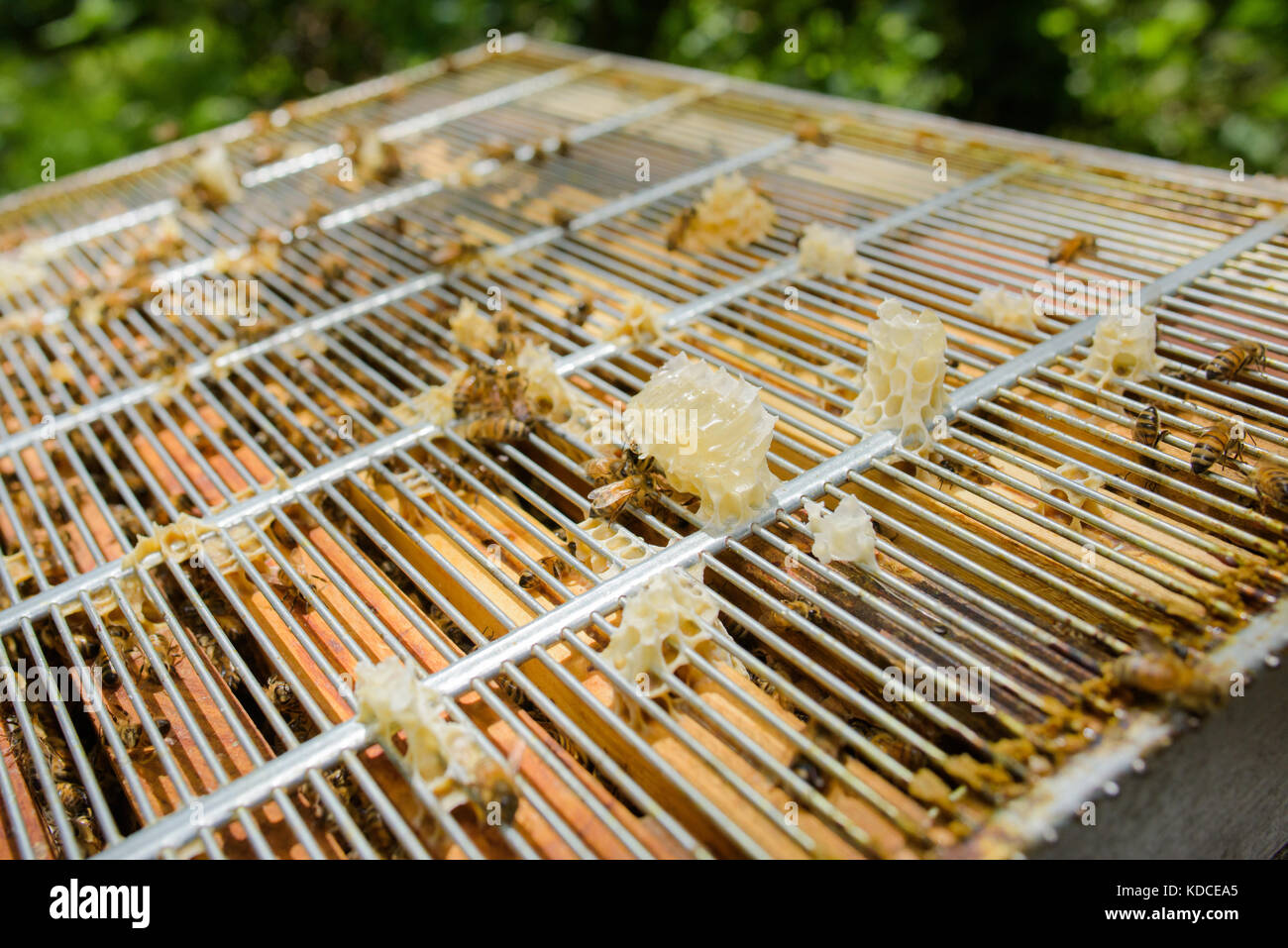Closeup of top of beehive Stock Photo - Alamy