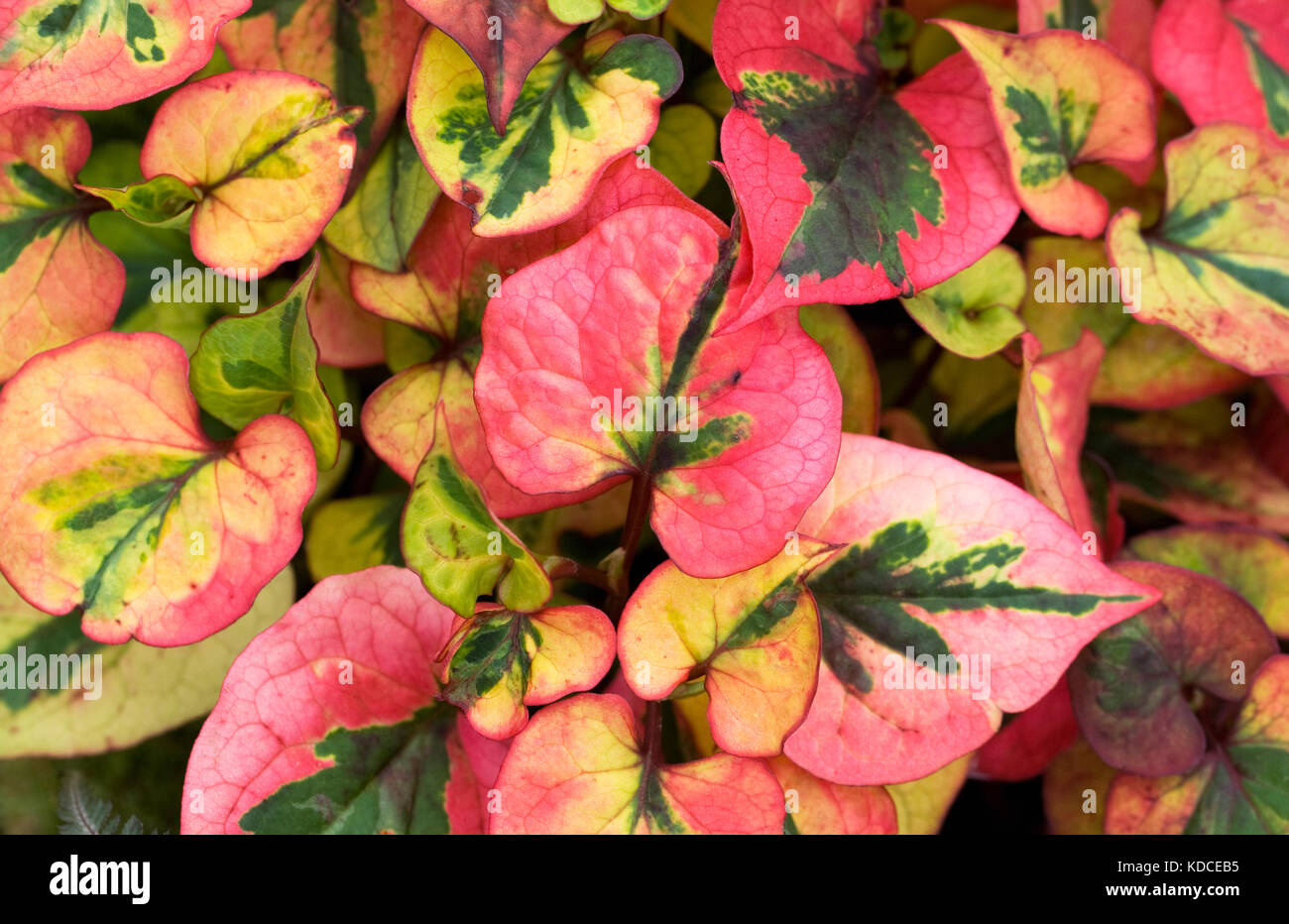 Houttuynia cordata ‘chameleon’ hi-res stock photography and images - Alamy