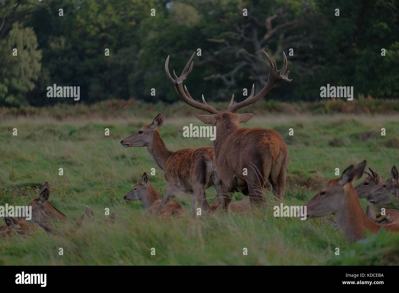 wild deer in park Stock Photo - Alamy