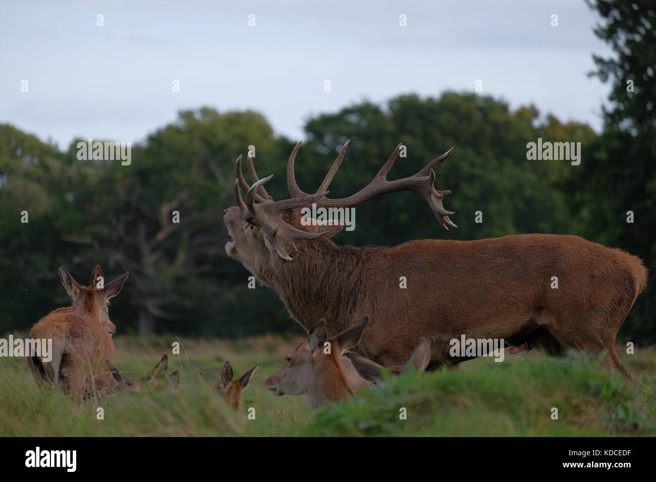 red deer rutting Stock Photo - Alamy